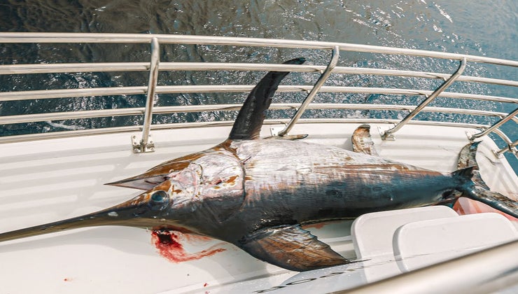 Team BadCo reels in a Daytime Surface Swordfish!!