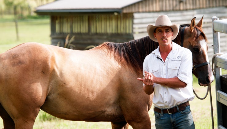 HOW TO MASTER HARD TIE TRAINING FOR EQUINE SAFETY