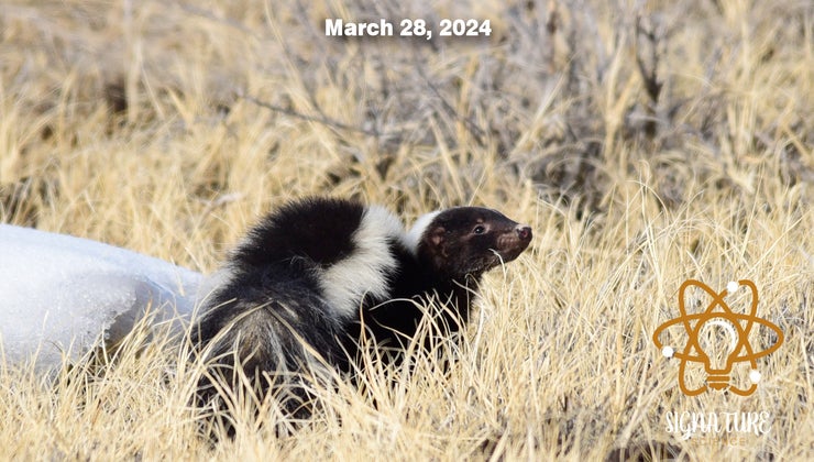 Signature Science: Skunks | WORLD Watch
