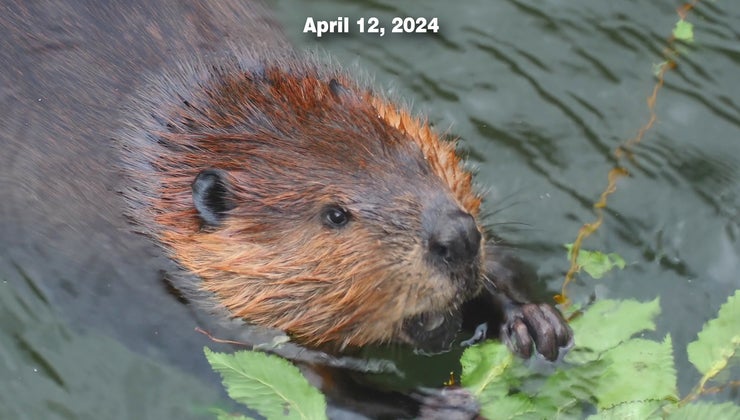 Operation Beaver Drop | WORLD Watch Schools