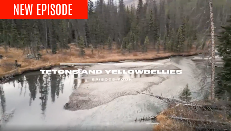 Fly Fusion Series - Tetons & Yellowbellies