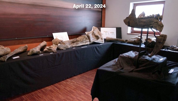 Kids Discover Bones | WORLD Watch Schools