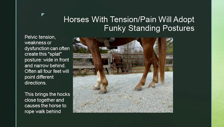 1.6 Dysfunctional Movement