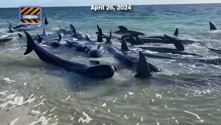 Friday, April 26: Stranded Pilot Whales | WORLD Watch