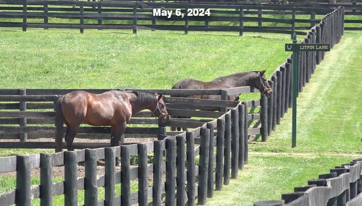 Horse Retirement Farm | WORLD Watch