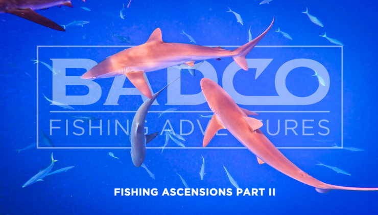 Chasing Blue Marlin through a FRENZY of shark at Ascension Island