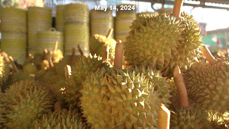 Durian Fruit Industry | WORLD Watch
