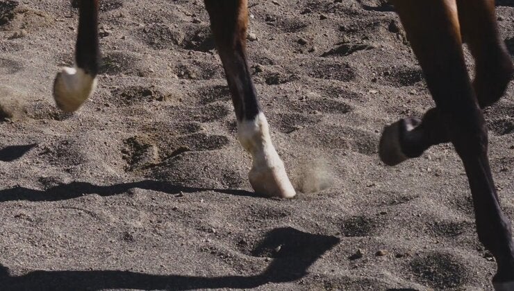 Understanding the Hoof in Motion with Rich Affonso Lesson 5: Analyzing ...