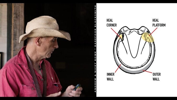 THEORY OF HOOF BALANCE COURSE: CRUCIAL KNOWLEDGE FOR TRIMMING
