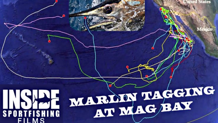 First Billfish Satellite Tagging Efforts - Mag Bay