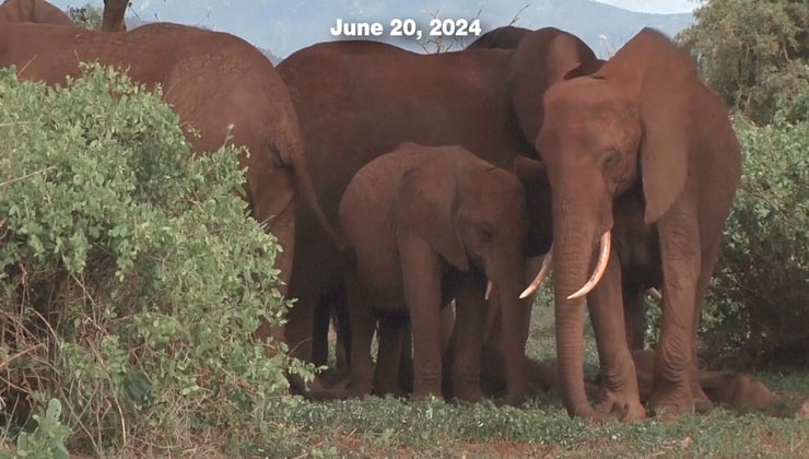 Elephant Communication | WORLD Watch Schools