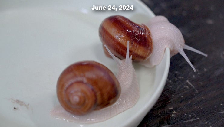 Farming Escargot | WORLD Watch