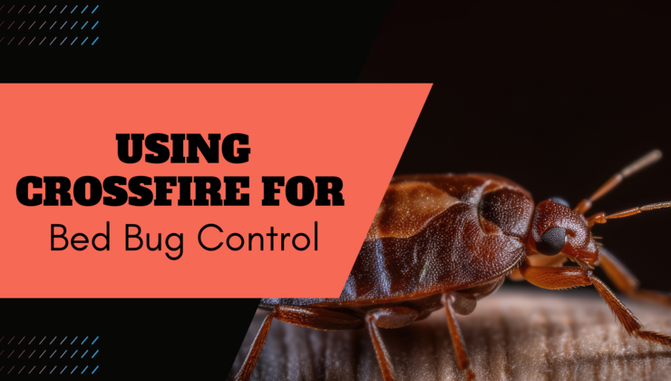 Using Crossfire For Bed Bug Control
