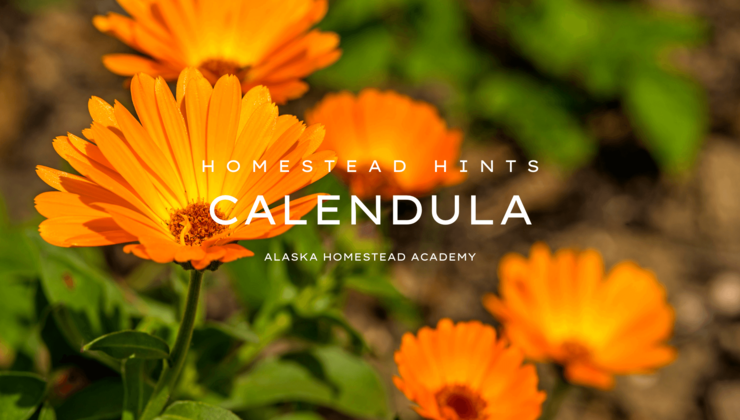 Beauty & Comfort - How to Grow and Use Calendula