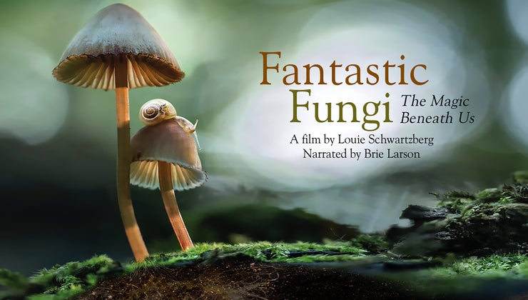 Fantastic Fungi