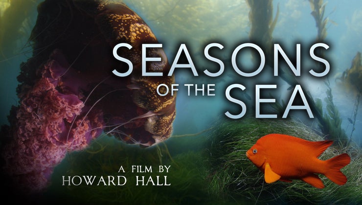 Seasons of the Sea