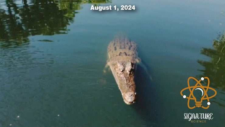 Signature Science: Croc Eyes | WORLD Watch Schools