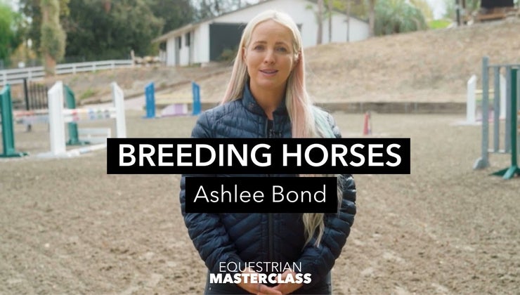 Thoughts On Breeding Horses Ashlee Bond