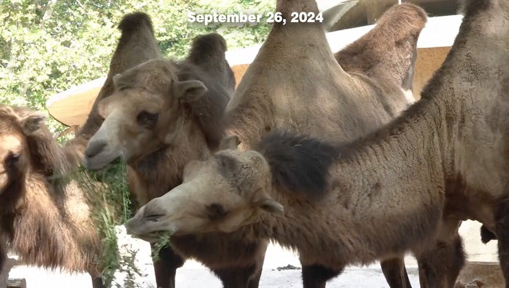 Camelids | WORLD Watch