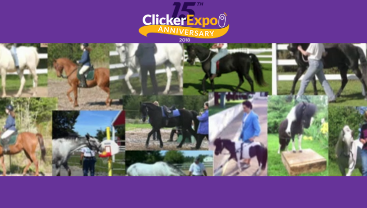 Clicker training for horses (ClickerExpo Video On Demand) | Video on ...