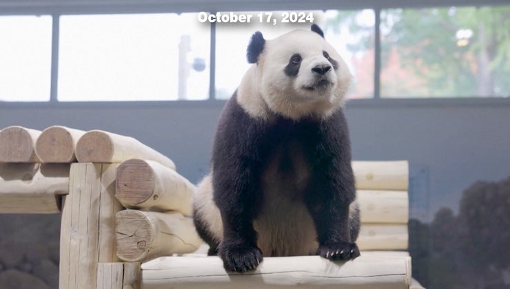 Thursday, October 17: Giant Pandas Return | WORLD Watch