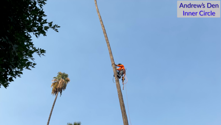 Inner Circle, Palm Tree Removal | Andrew's Den