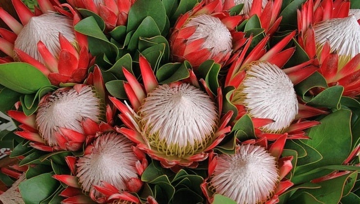 Tema 1 Baie verskillende plante en diere | Raising brightness