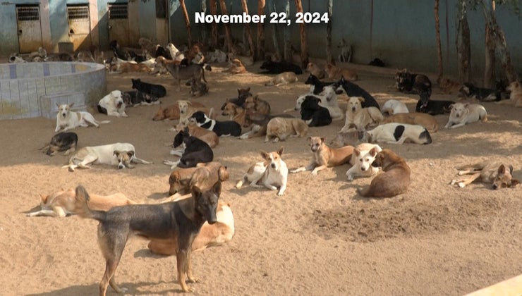 Pyramid Dogs | WORLD Watch