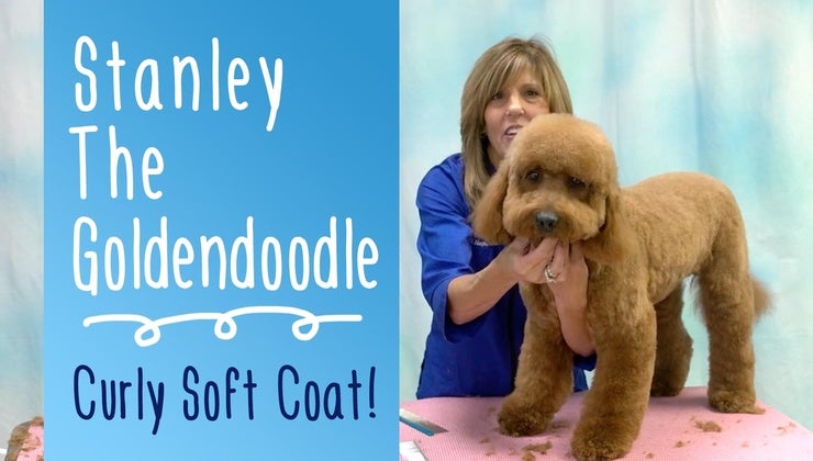 Jodi Murphy's Goldendoodle Curly Soft Coat Grooming Video | Jodi Murphy ...