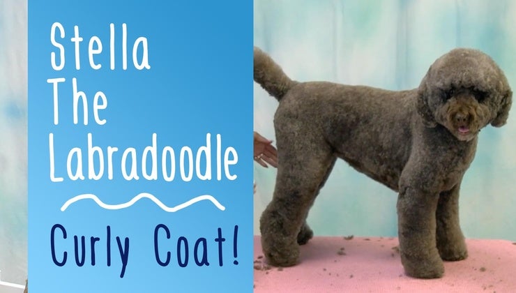 Jodi Murphy's Labradoodle Curly Coat Grooming Video | Jodi Murphy ...