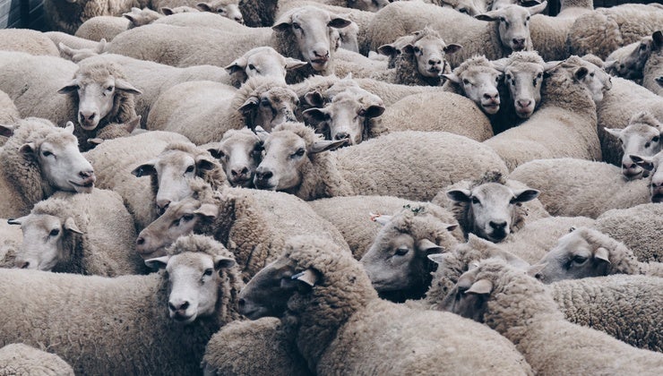 Chapter 4 Structure of animals | Raising brightness