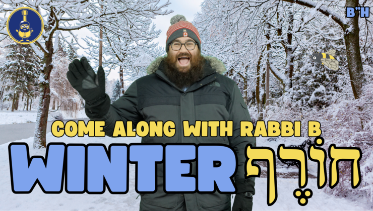 Rabbi B - Winter | Toveedo