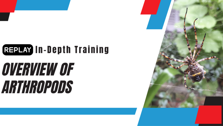 Overview of Arthropods