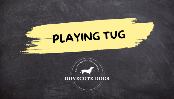 Playing Tug 71861