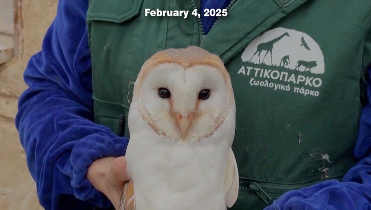 Barn Owl Conservation | WORLD Watch