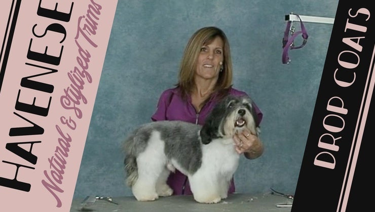 Jodi Murphy's Havanese Dog Grooming Video Stream | Jodi Murphy ...