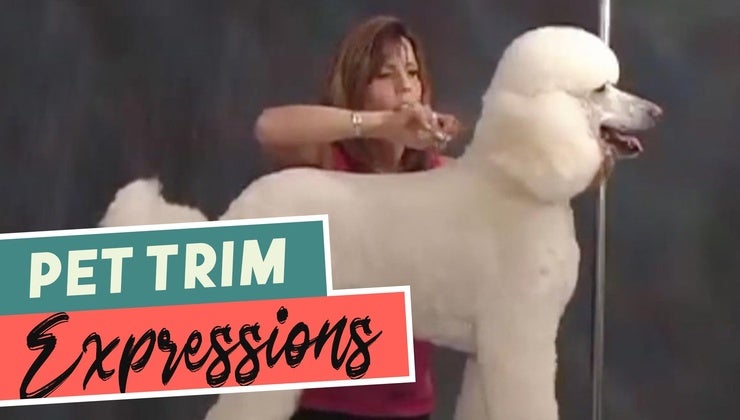 Jodi Murphy's Expressions Grooming Video | Jodi Murphy Instructional ...