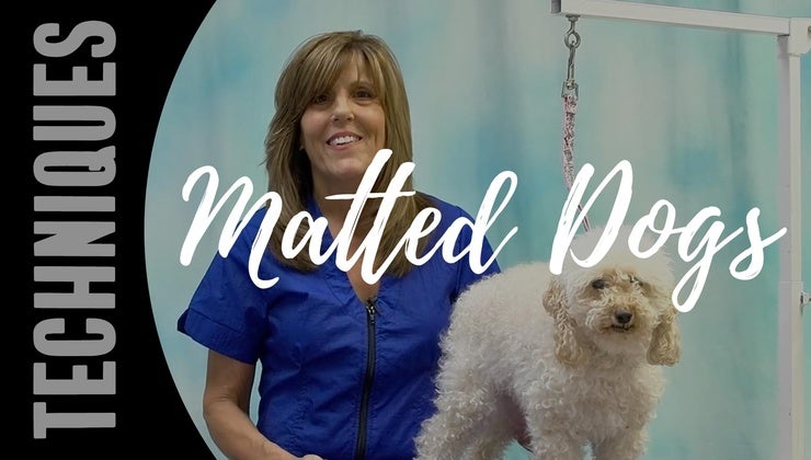 Learn How to Groom a Matted Dog & Shave-down Techniques | Jodi Murphy ...