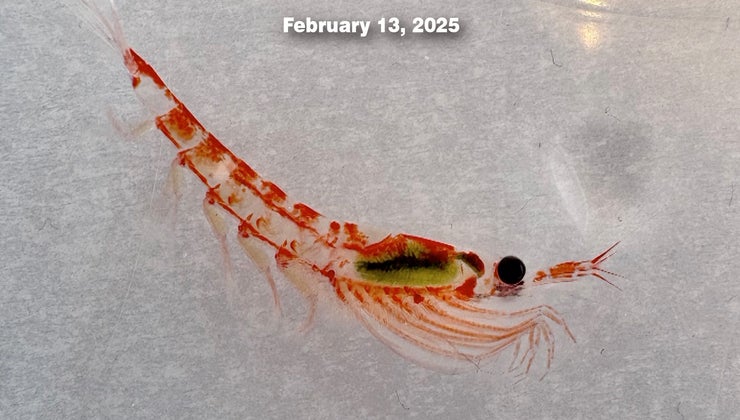Krill From Space | WORLD Watch Schools