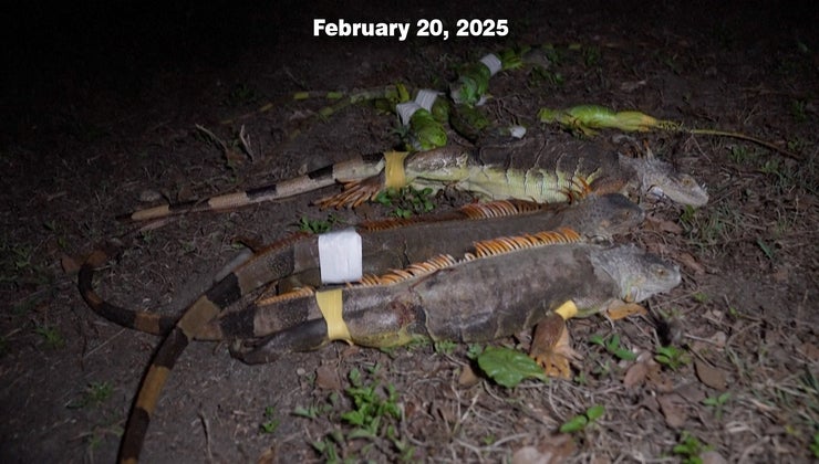 Taiwan Iguana Hunting | WORLD Watch