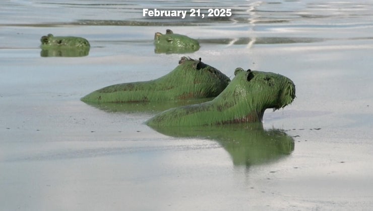 Green Capybaras | WORLD Watch Schools