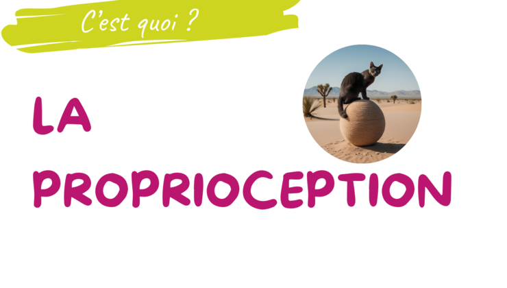 La proprioception c'est quoi ? 🤔