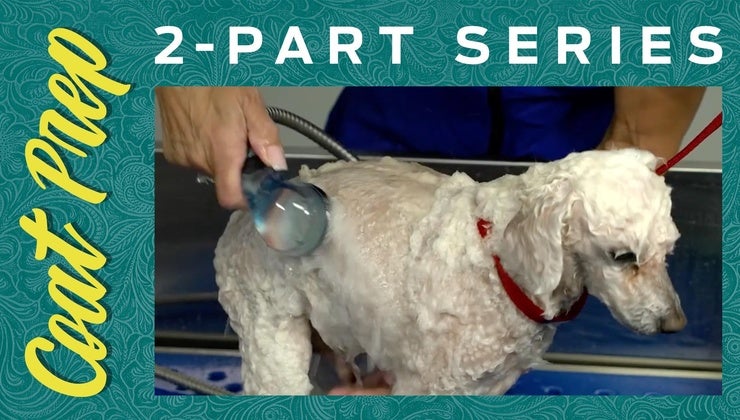 Jodi Murphy's Coat Preparation Grooming Video | Jodi Murphy ...