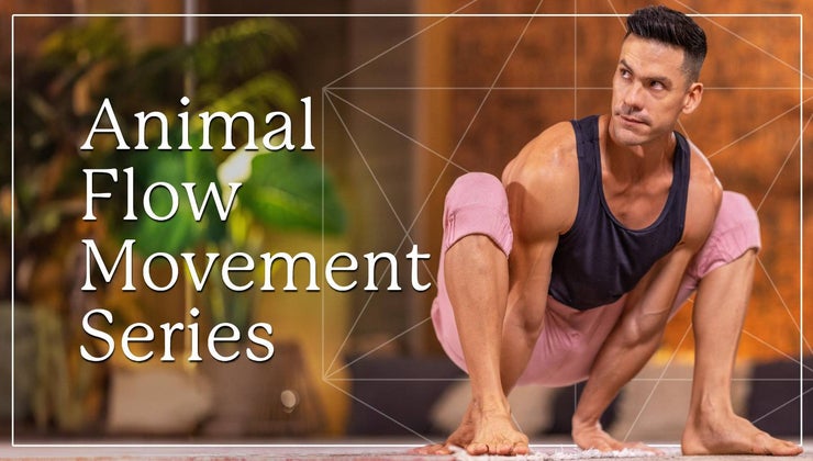 Animal Flow Movement Series ⧐