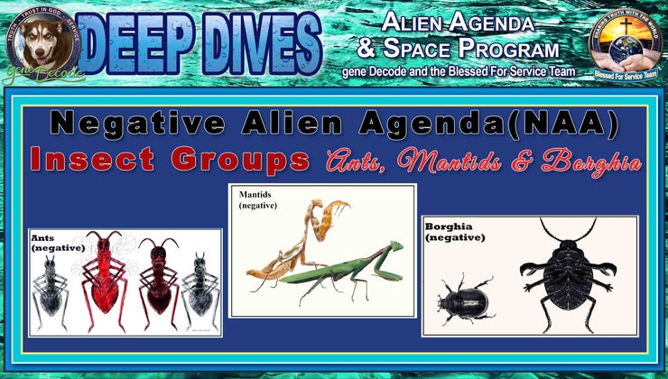 Negative Alien Agenda - Insect Groups Ants - Mantids - Borghia | Gene ...