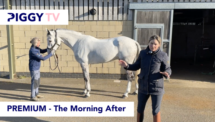 The Morning After | Piggy TV