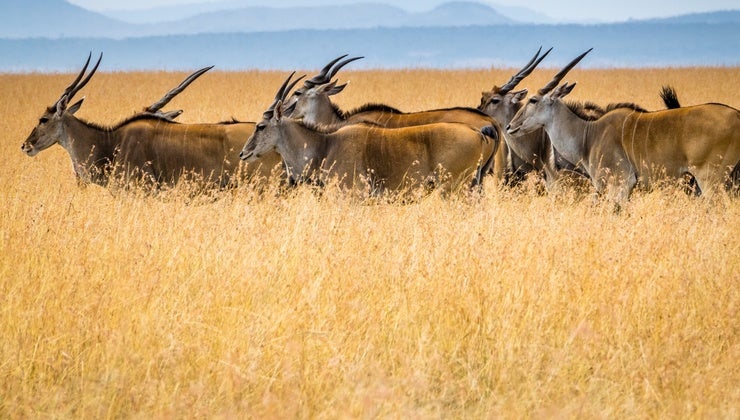 Tema 7 San jagter-versamelaars in die laat steentydperk | Raising ...