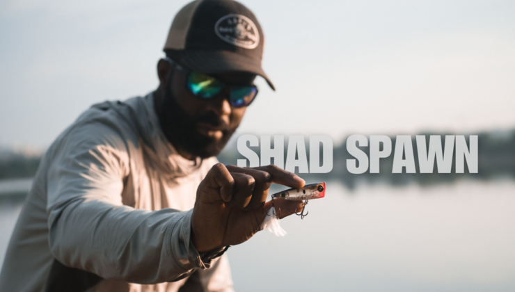 LIVE - Spring Shad Spawn Basics