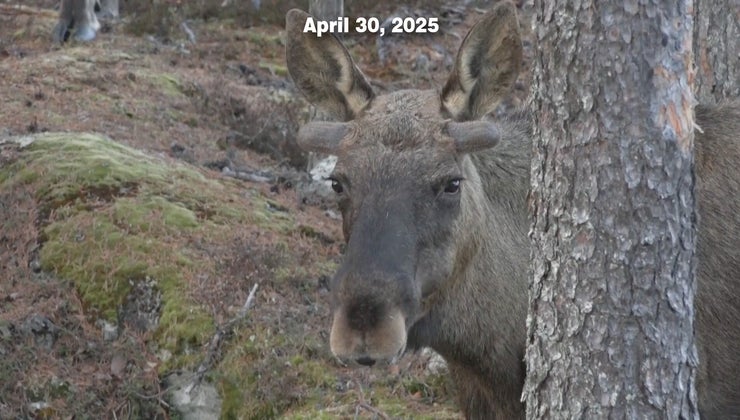 Moose Watch | WORLD Watch