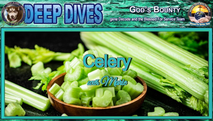 God's Bounty Presents - Celery ~ History, Benefits, Growing & Fun Facts ...